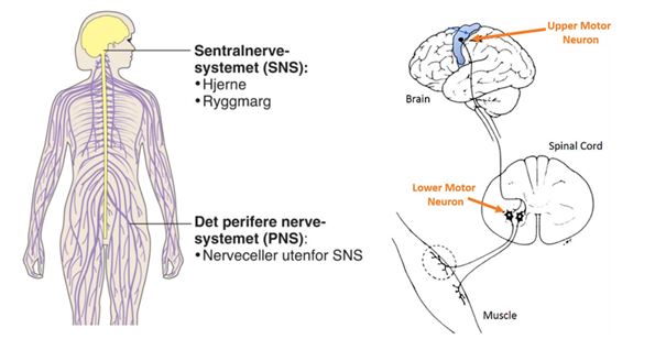 Hvordan skille mellom skade i det sentrale og perifere nervesystem ...